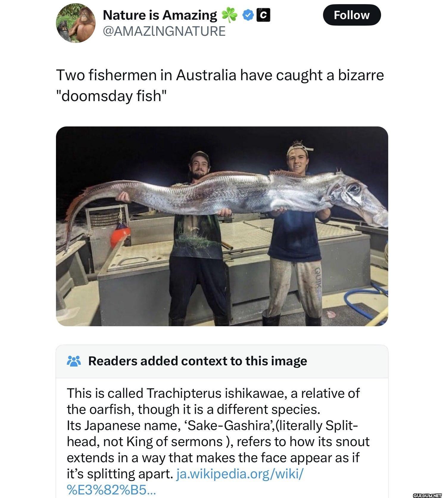 Doomsday fish 😏 Nature is Amazing @AMAZINGNATURE Follow Two fishermen ...