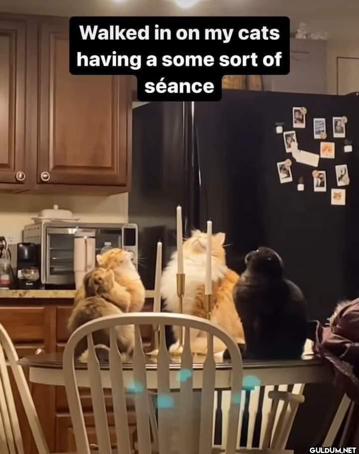 Walked in on my cats having a some sort of séance - Guldum.net - Caps ...