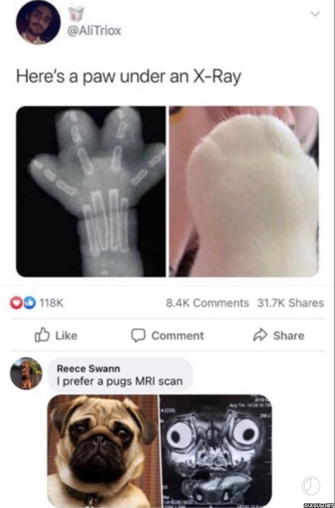 Here's a paw under an X-Ray 118K Like 88 8.4K Comments 31.7K Shares ...
