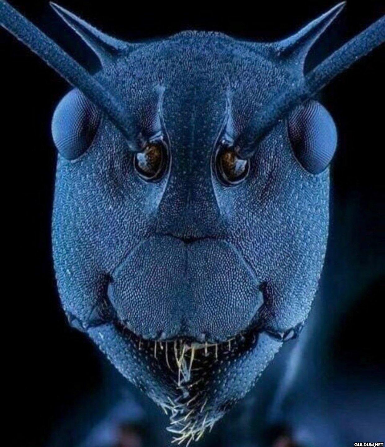 19. Ant face under an electron microscope - Guldum.net - Caps arama motoru