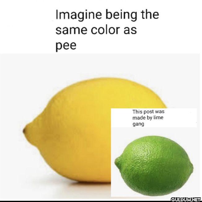 Imagine being the same color as pee This post was made by lime gang ...
