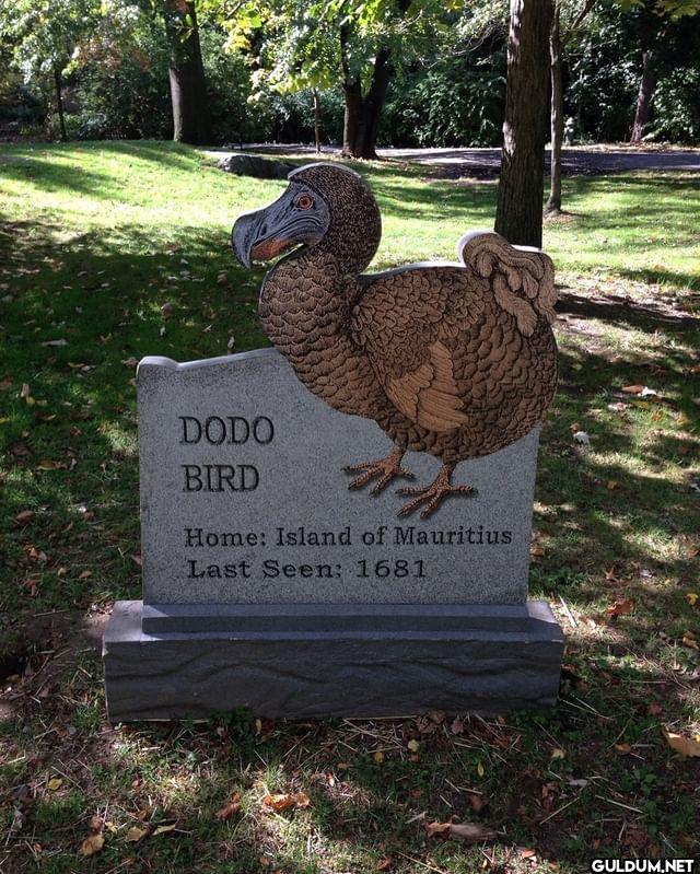 03. Dodo Bird (last seen: 1681) DODO BIRD Home: Island of Mauritius ...