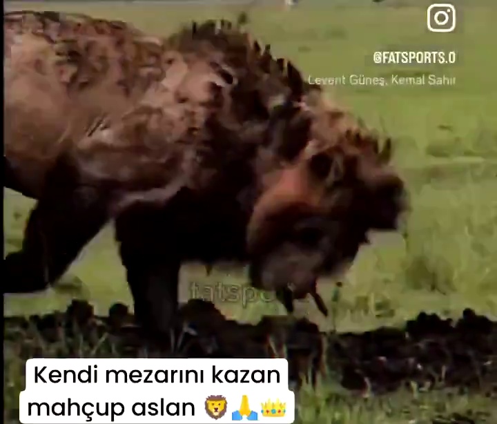 Kendi mezarını kazan mahçup aslan - Guldum.net - Caps arama motoru