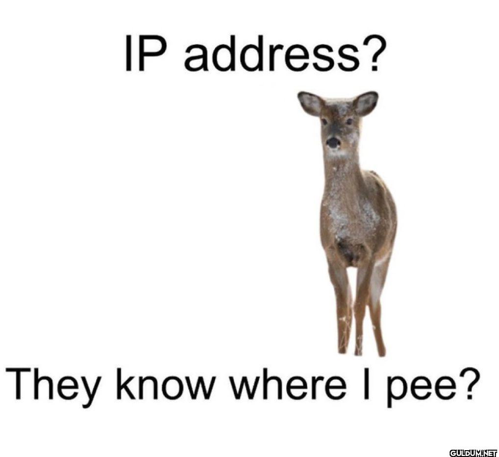 IP address? They know where I pee? - Guldum.net - Caps arama motoru