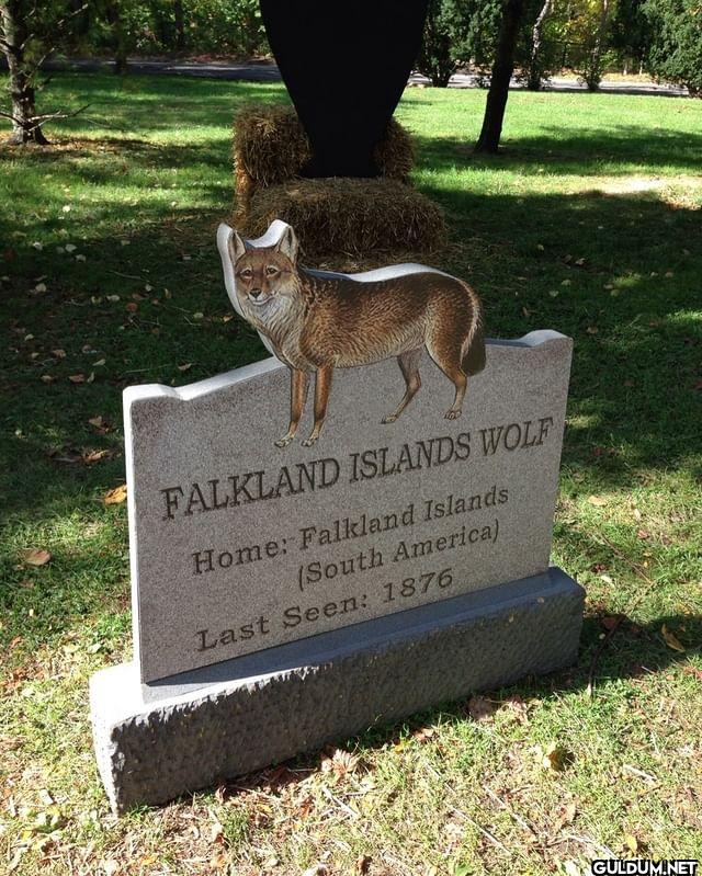 05. Falkland Islands Wolf (last : 1876) 100 FALKLAND ISLANDS WOLF Home ...