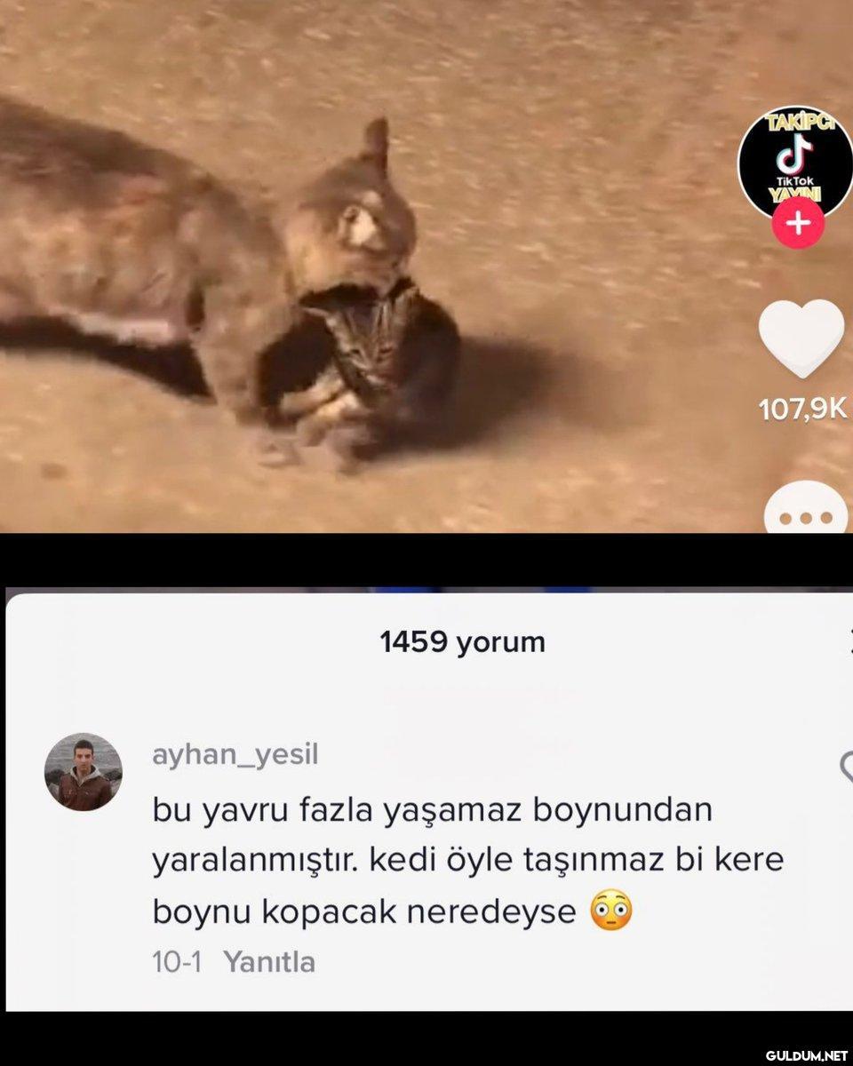Yine zeka patlaması yaşadığınız bir gün https://t.co/2sz7aEt2GP TAKIPON ...
