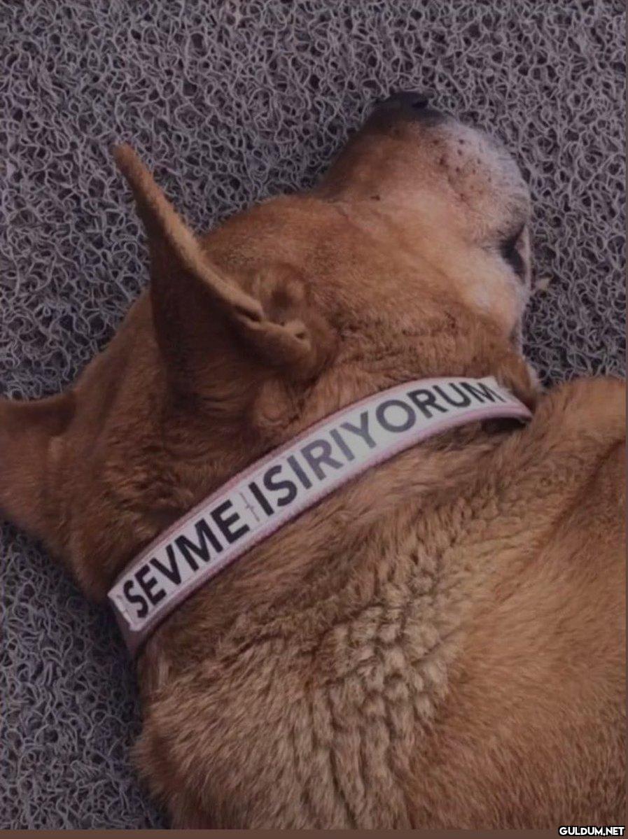 SEVME ISIRIYORUM - Guldum.net - Caps arama motoru