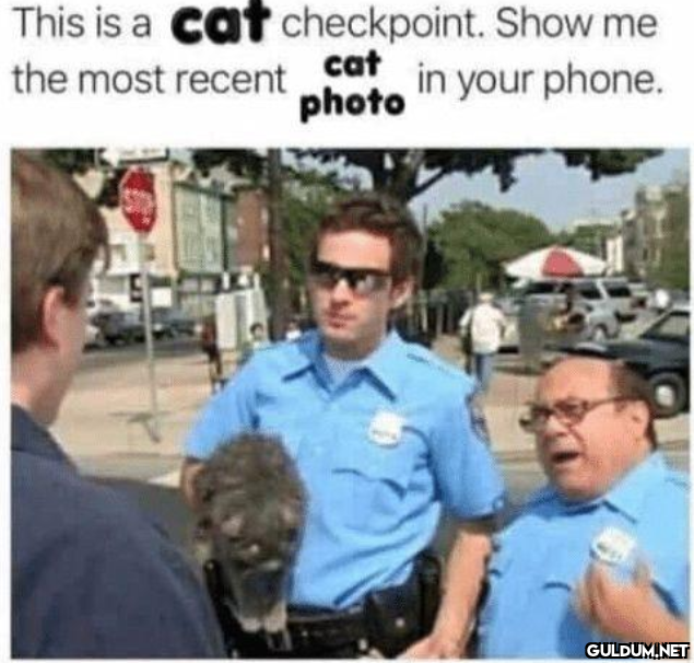 This is a cat checkpoint. Show me the most recent cat in your phone ...