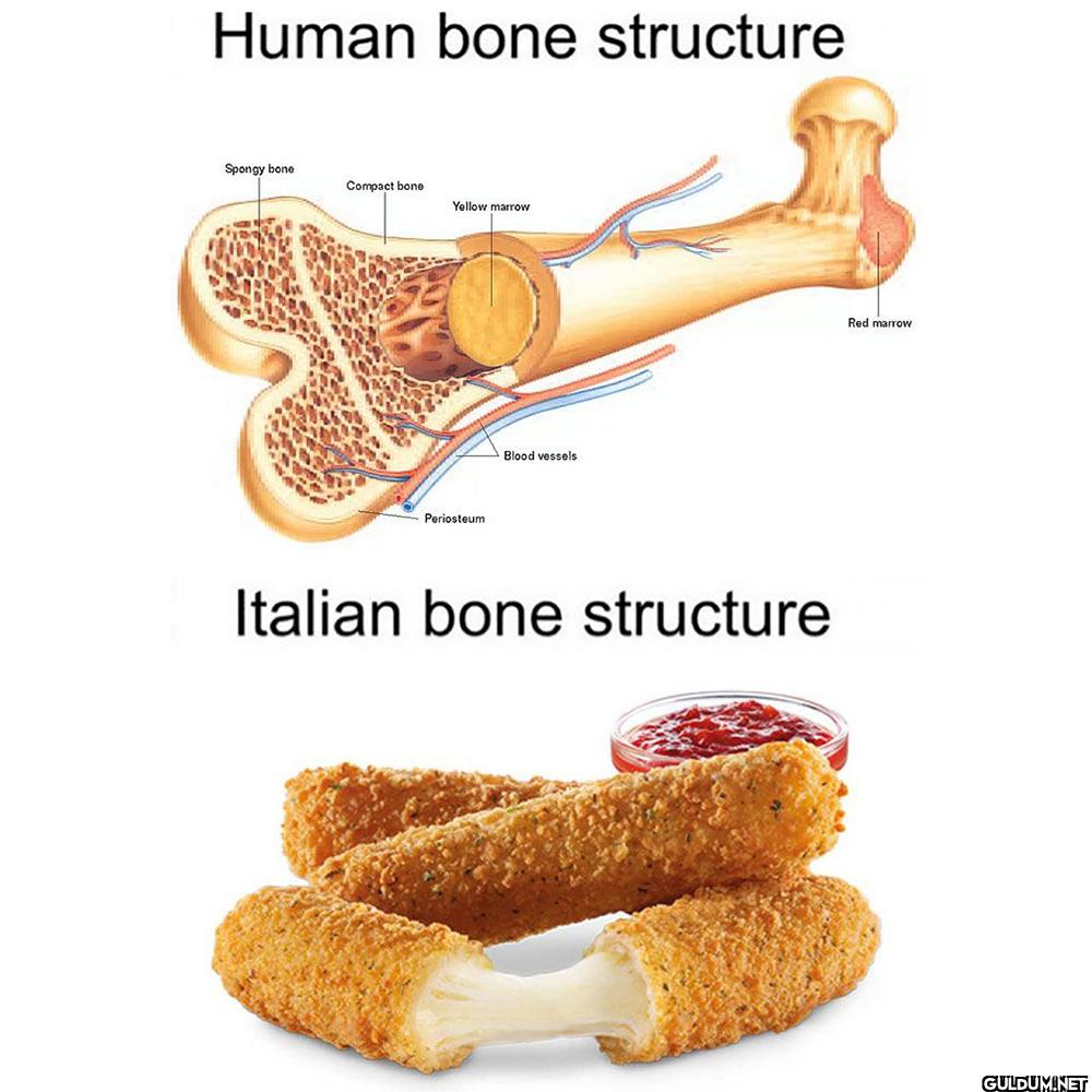 Human bone structure Spongy bone Compact bone Yellow marrow Periosteum ...