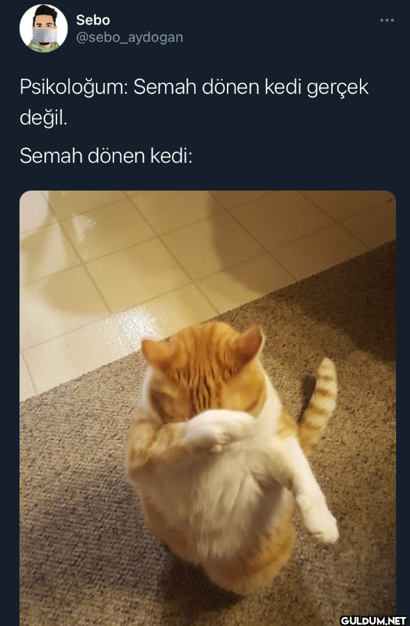 Psikoloğum: Semah dönen kedi gerçek değil. Semah dönen kedi: - Guldum ...