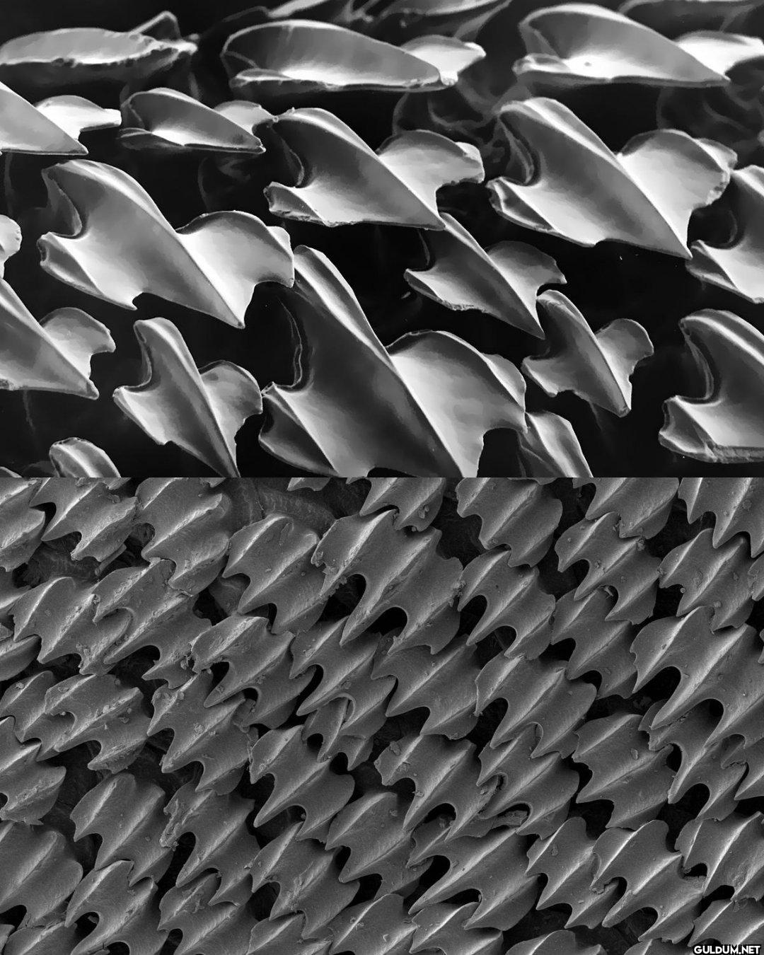 8. This is shark skin under electron microscope - Guldum.net - Caps ...