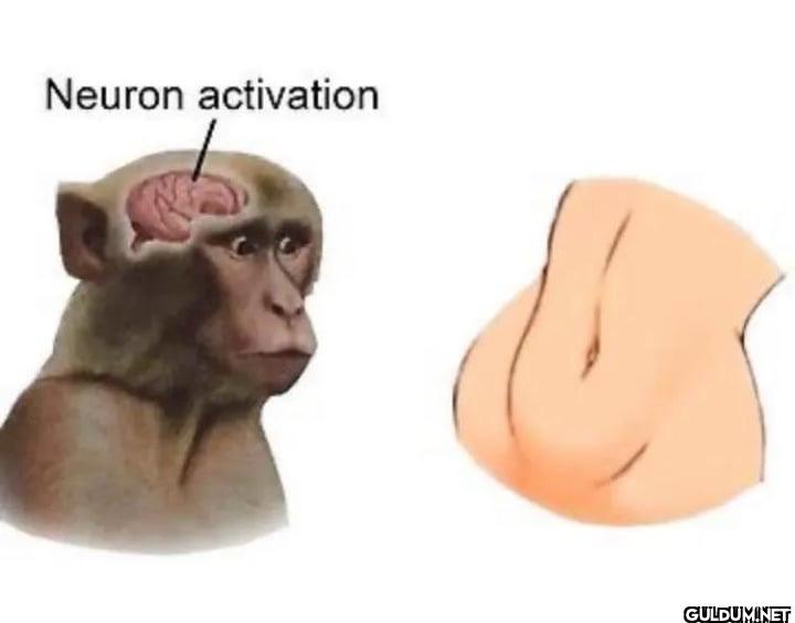Neuron activation - Guldum.net - Caps arama motoru