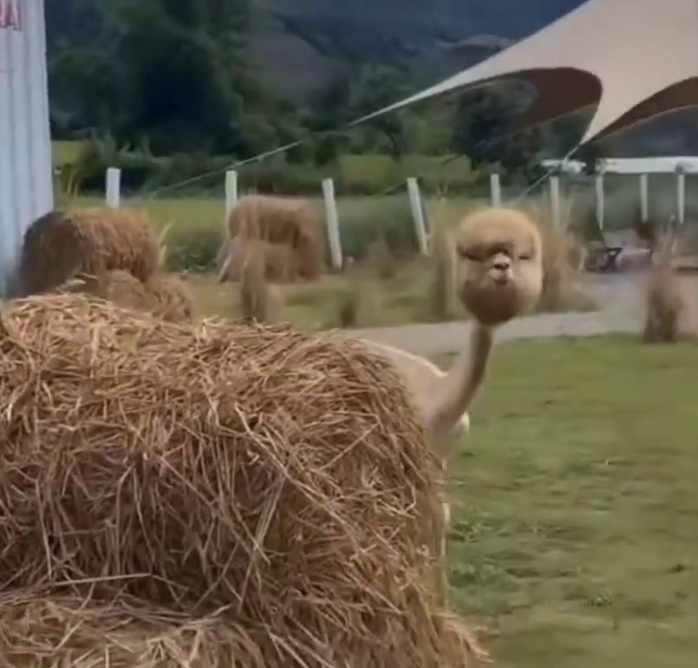 Alpacas with no hair😭 - Guldum.net - Caps arama motoru
