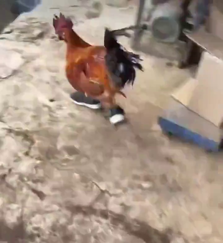 chickens wearing shoes will never not be funny💀😭😭 - Guldum.net - Caps ...