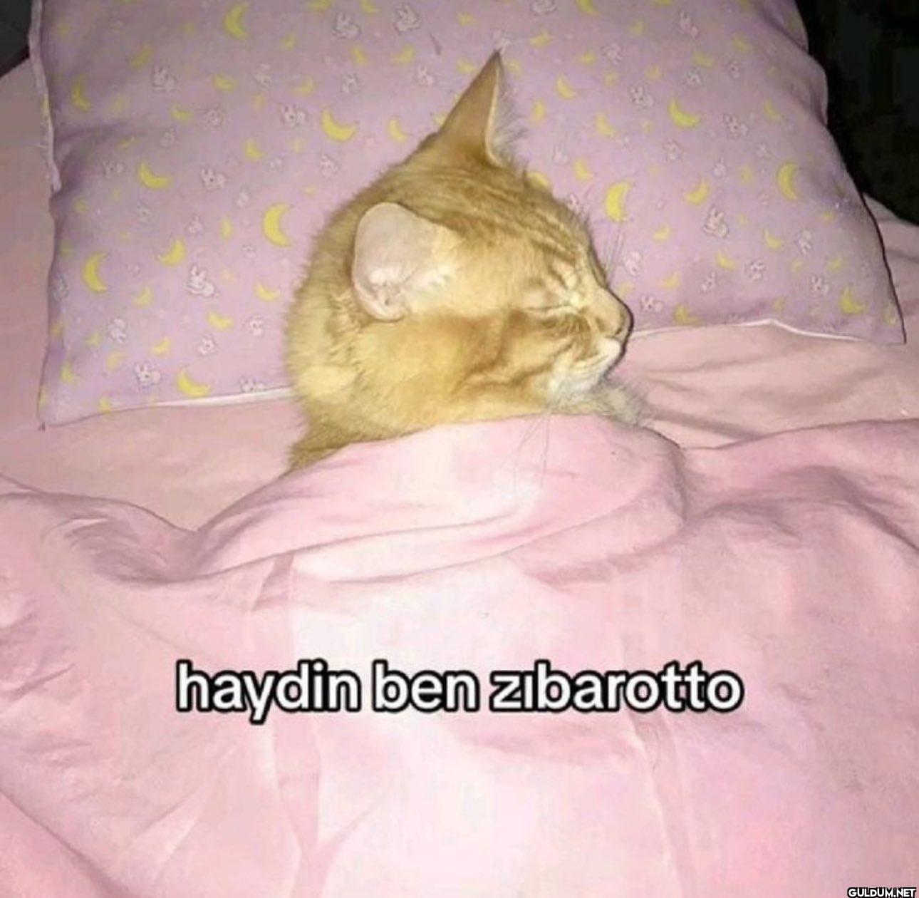 haydin ben zıbarotto - Guldum.net - Caps arama motoru