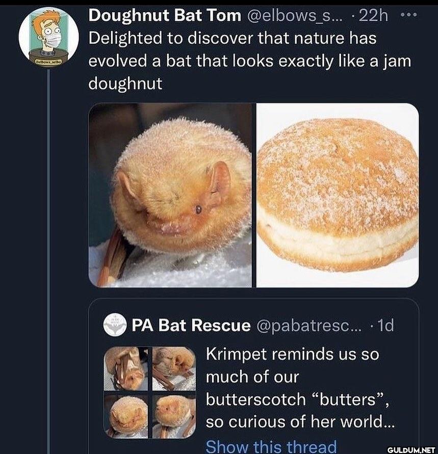 w Belbows sello Doughnut Bat Tom @elbows_s... • 22h Delighted to ...