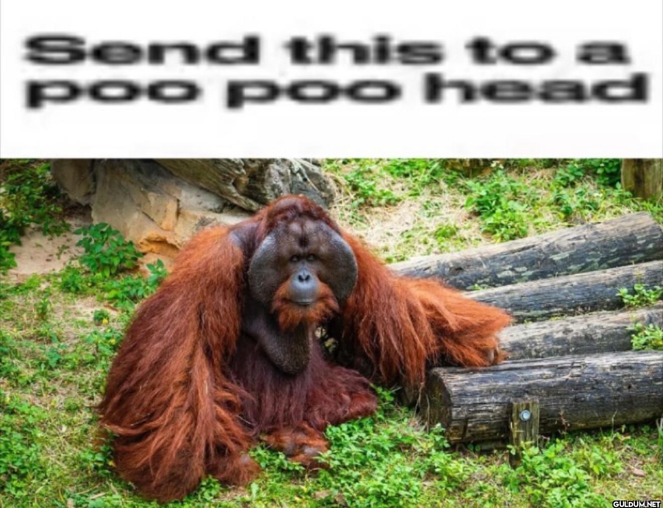 Send this to a poo poo head - Guldum.net - Caps arama motoru