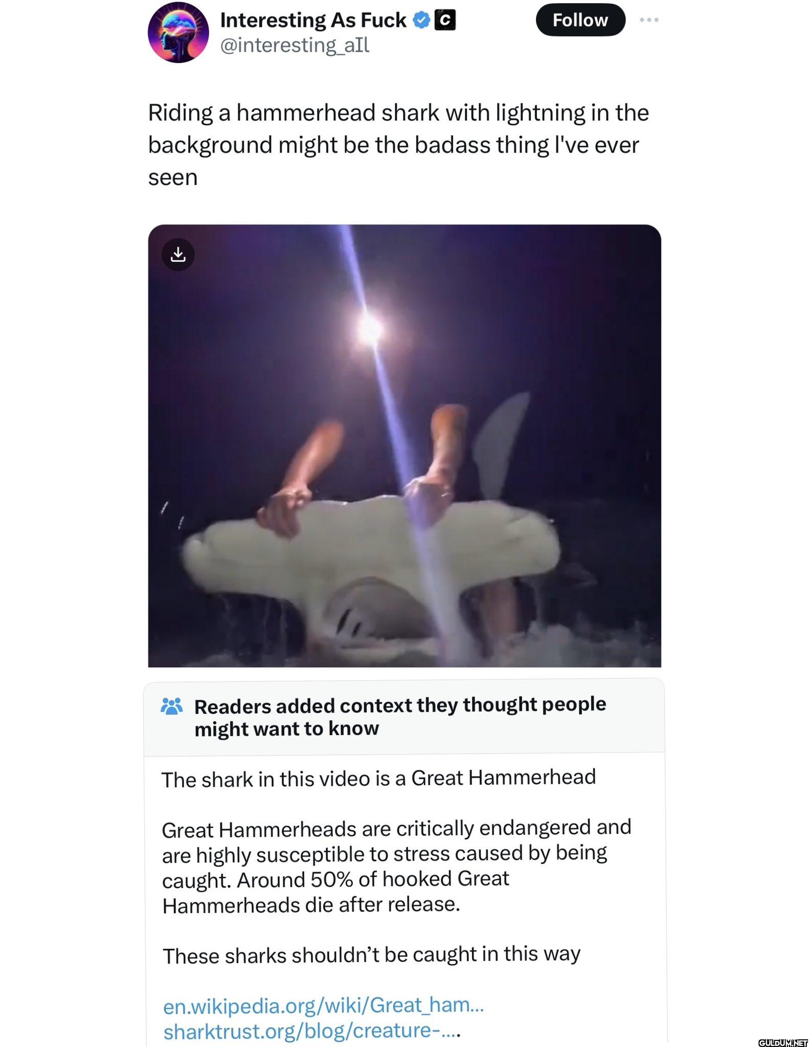 Follow Riding a hammerhead shark with lightning in the background might be the badas - Guldum ...