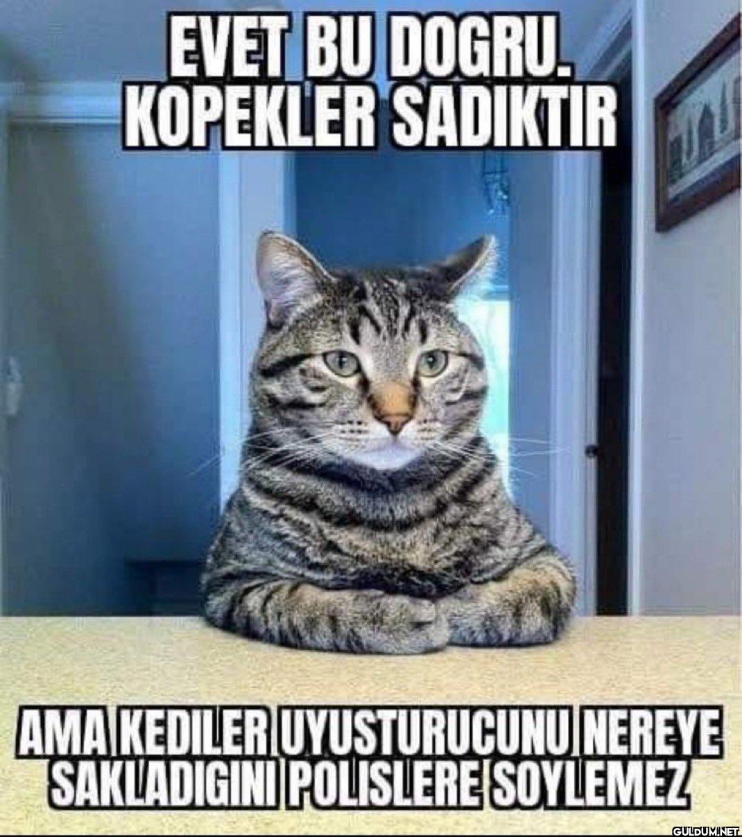 EVET BU DOGRU. KOPEKLER SADIKTIR AMA KEDILER UYUSTURUCUNU NEREYE ...