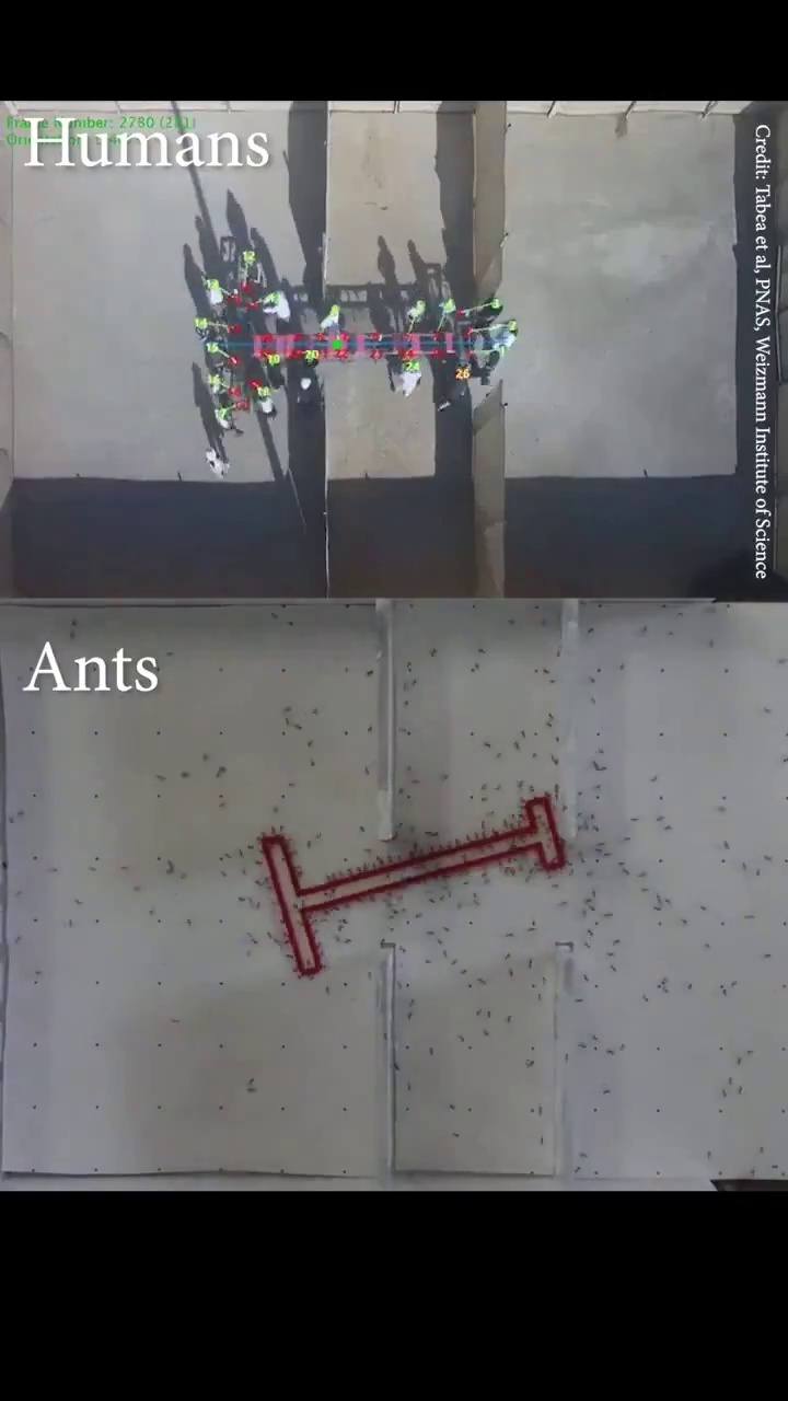 Ants Vs Humans: Problem-solving skills - Guldum.net - Caps arama motoru