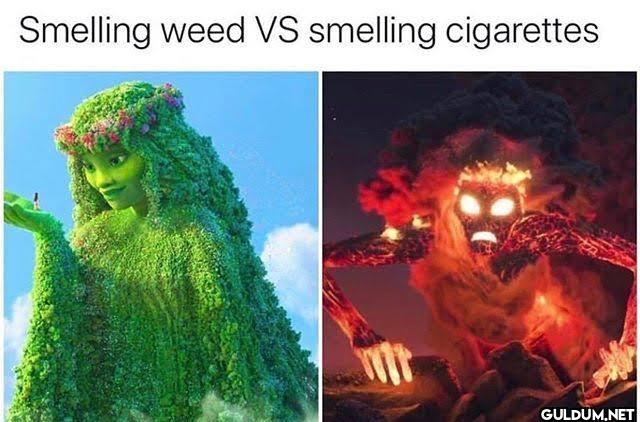 Smelling weed VS smelling cigarettes - Guldum.net - Caps arama motoru