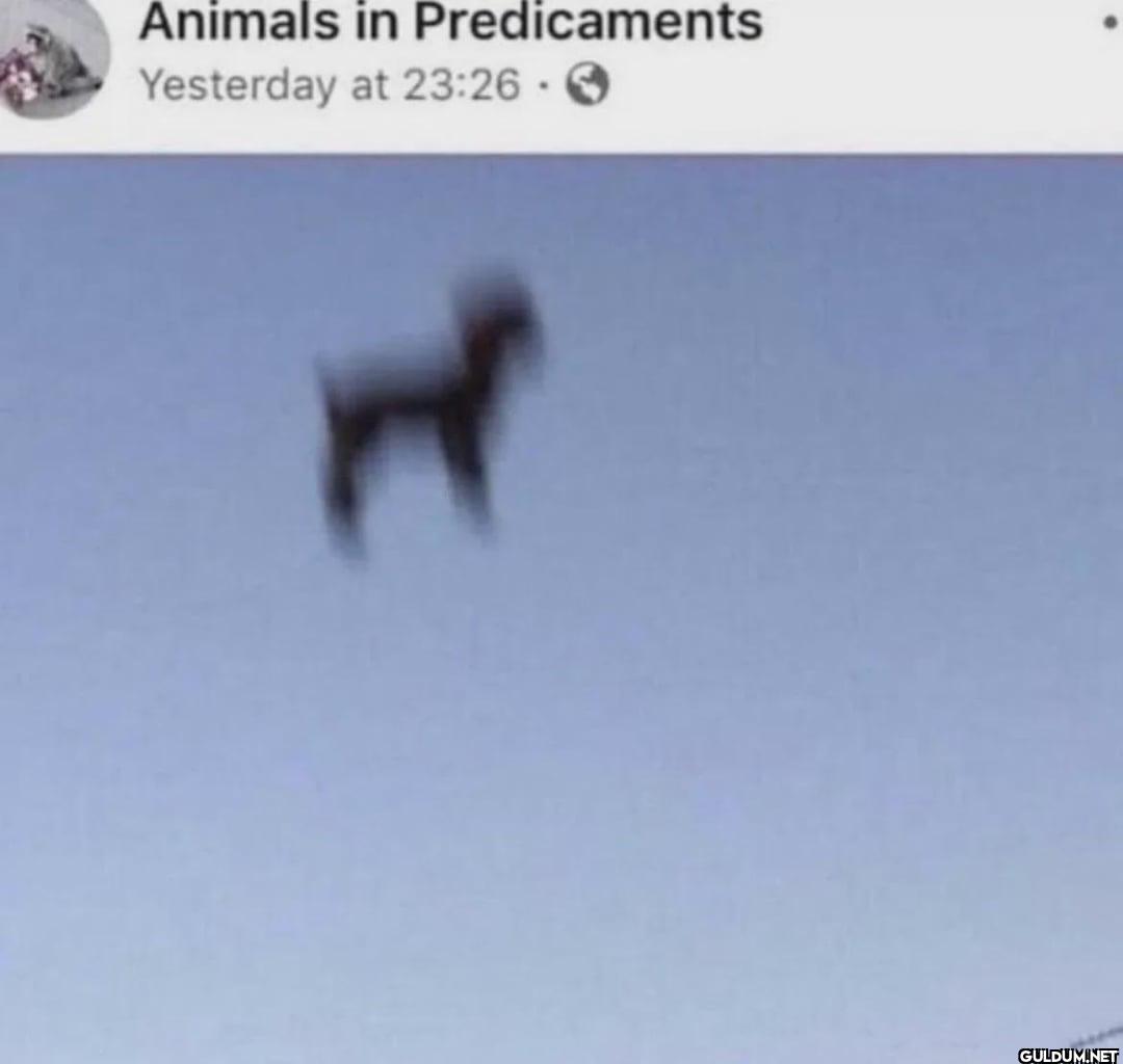 Animals in Predicaments Yesterday at 23:26 - Guldum.net - Caps arama motoru