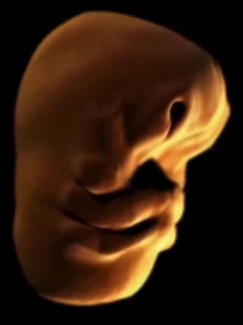 Timelapse of a human face developing in a womb - Guldum.net - Caps ...