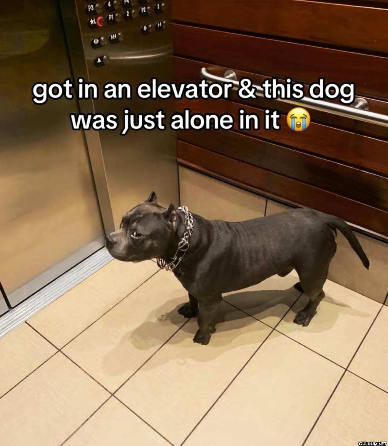 P3 *L P1 2 P23- got in an elevator & this dog was just alone in it ...